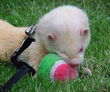 Dihorul: Poze amuzante cu Dihori