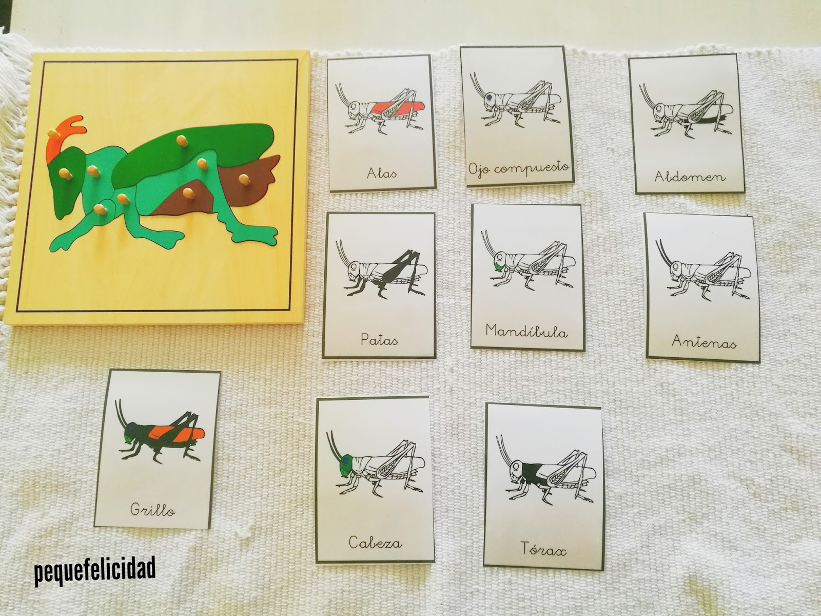 PEQUEfelicidad: NUESTRO PROYECTO INSECTOS: 20 ACTIVIDADES MONTESSORI ...