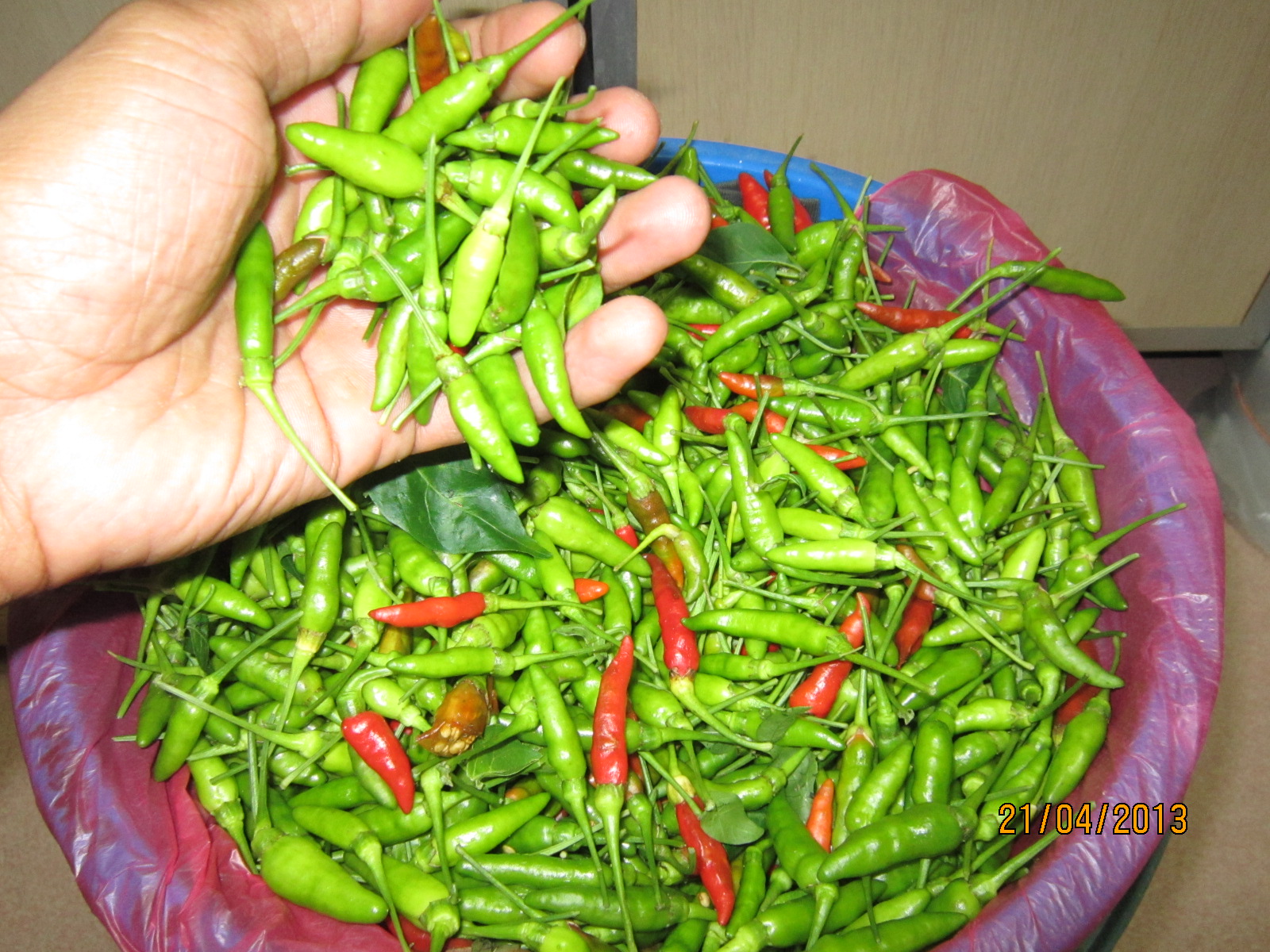 QudRiFaRm: Tanaman Cili Padi @ QudRiFaRm...