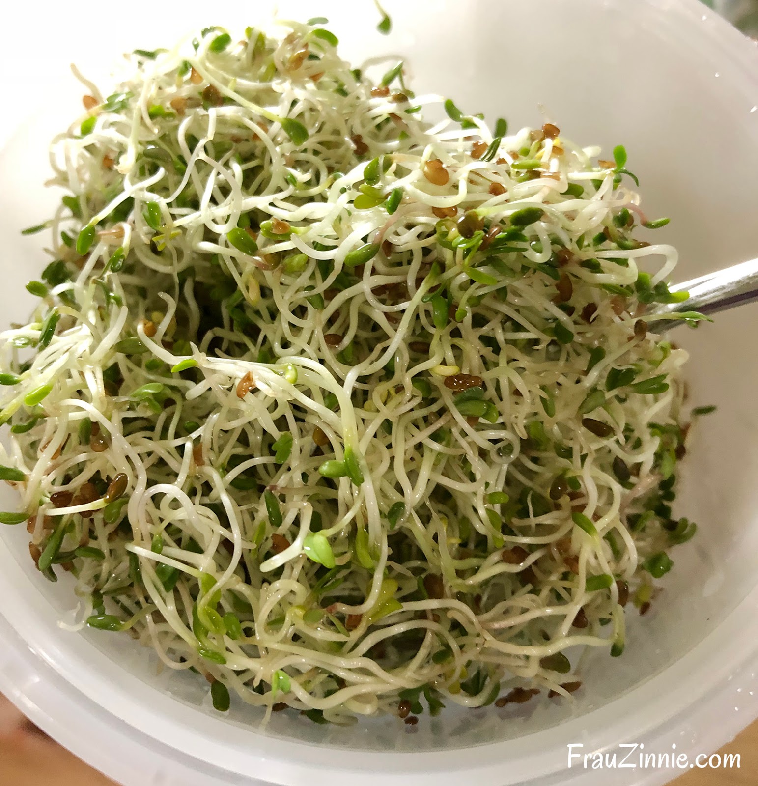 Easy Sprout takes guesswork out of sprouting seeds | Frau Zinnie