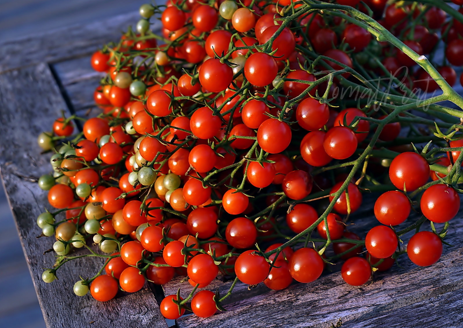 TomatPrat: Hundreds & Thousands