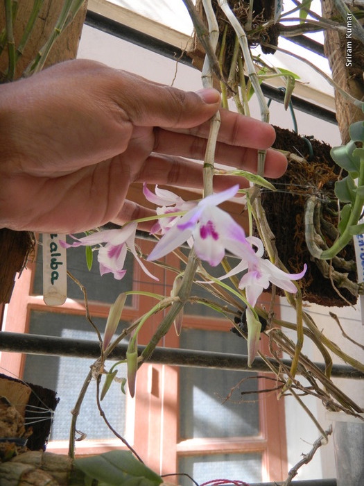 Happy-Orchids: Dendrobium transparens