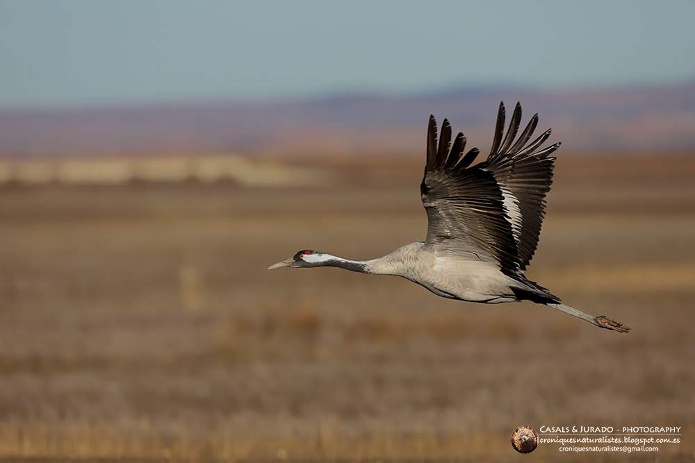 CRÒNIQUES NATURALISTES: RETORN A GALLOCANTA - RETORNO A GALLOCANTA ...