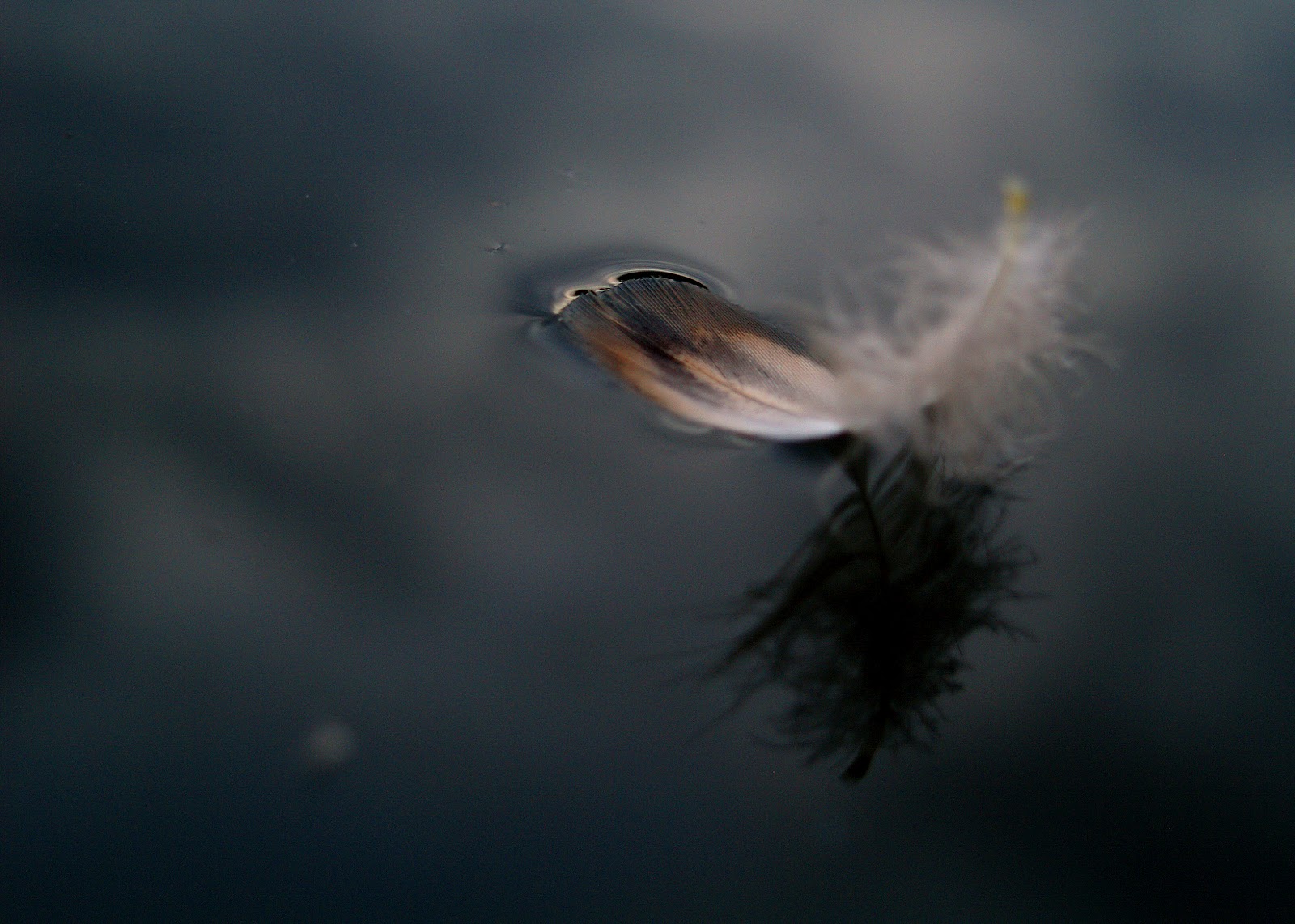 Daily Wanders: Floating Feather