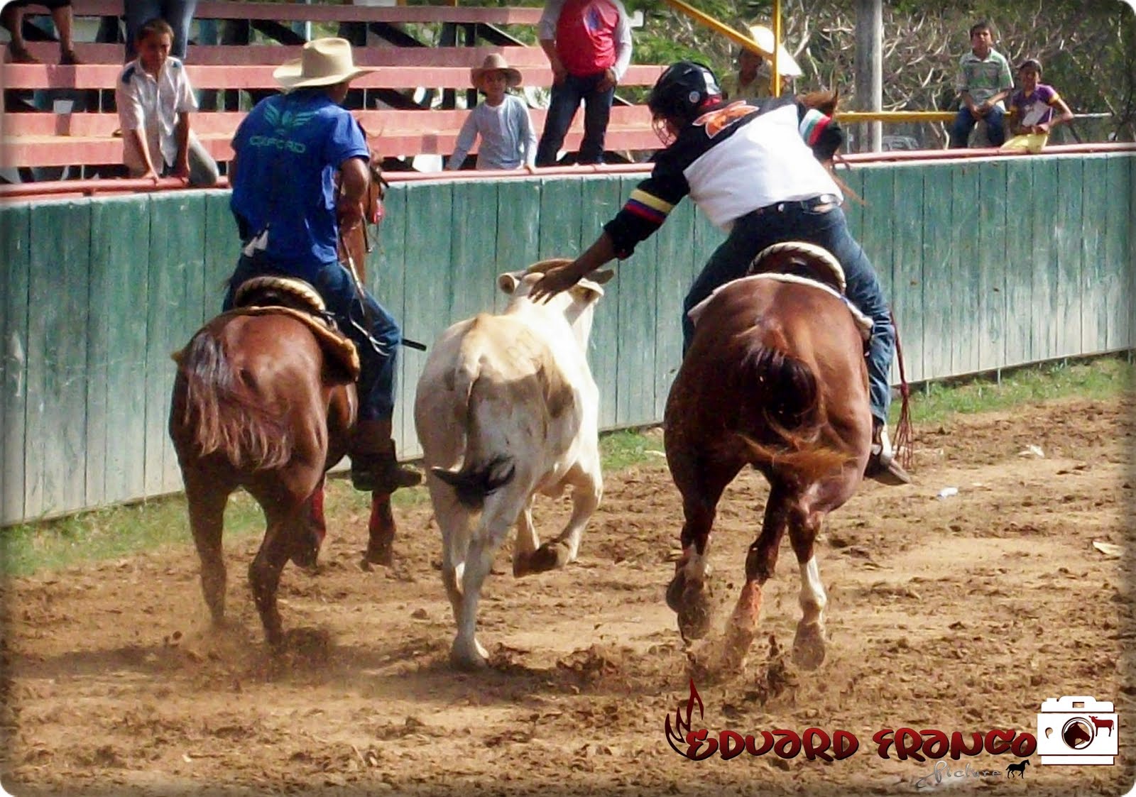 Coleo: Latinoamericano de coleo 2011