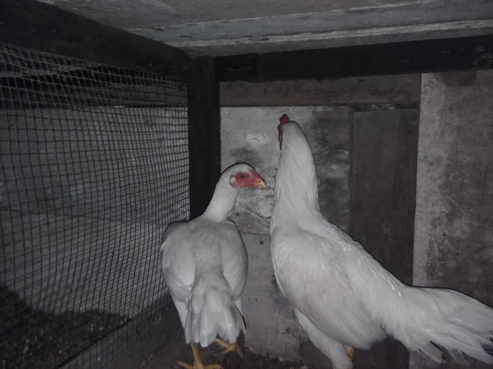 MY PETS: ASIL Game Fowl