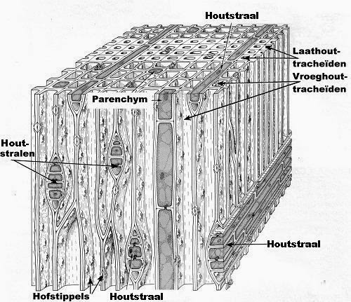 Houtanatomie: Houtvaten en tracheïden