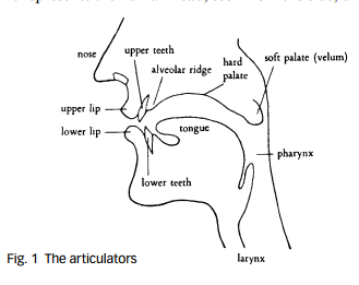 PHONOLOGY III: The production of the speech sound
