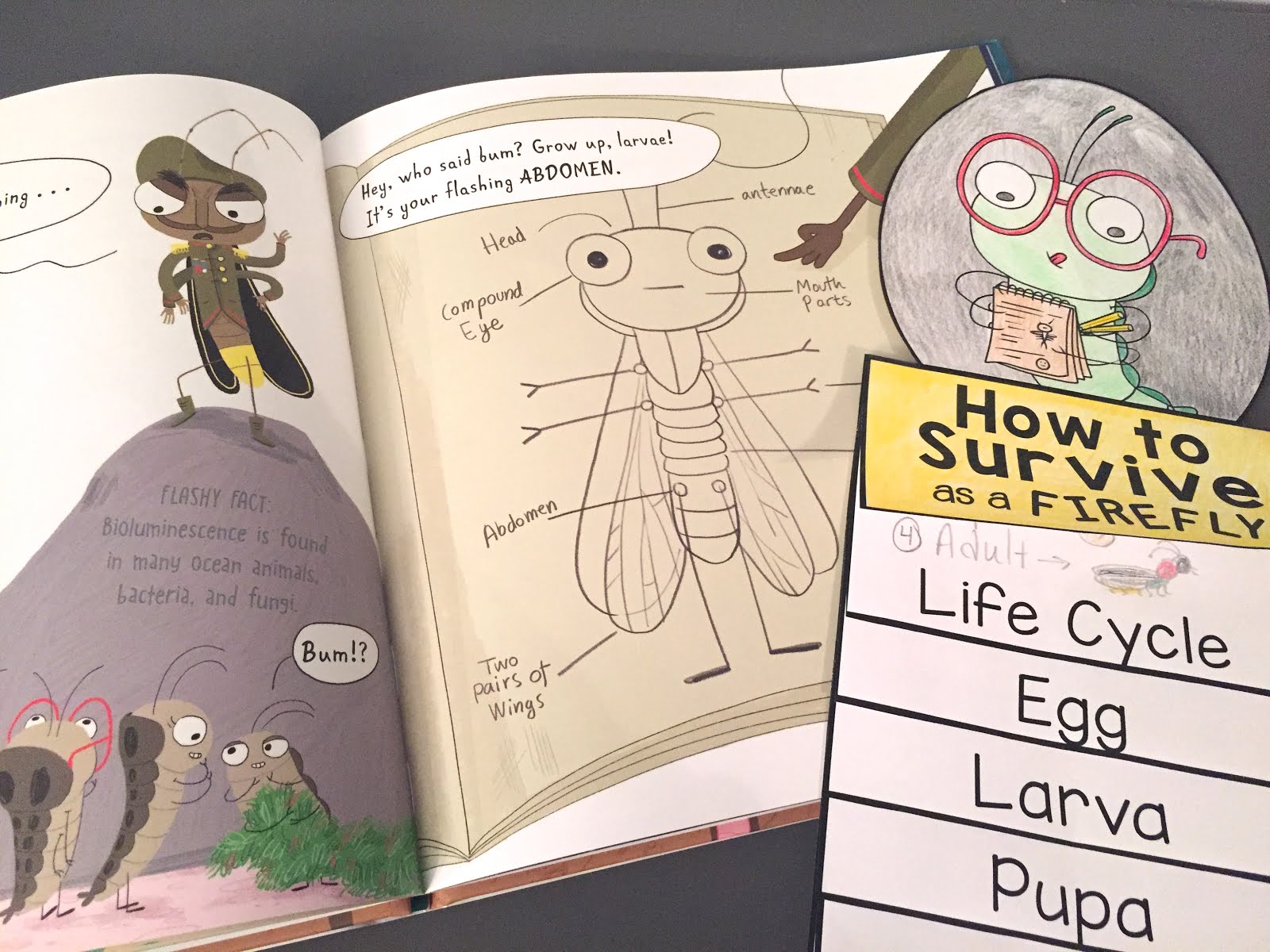 FREE How to Survive as a Firefly Life Cycle Flip Book | The Barefoot ...