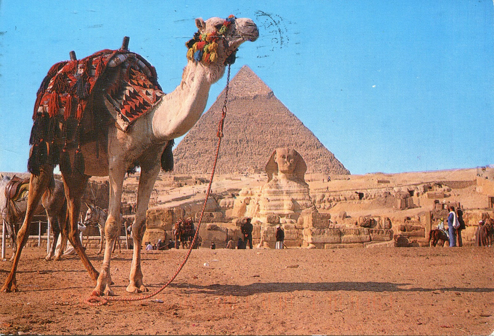Postally Yours: Of Camels and Cats