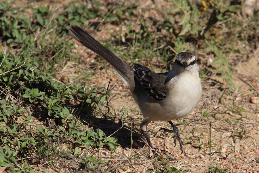 JORGE BARCALA CAMPO: Calandria