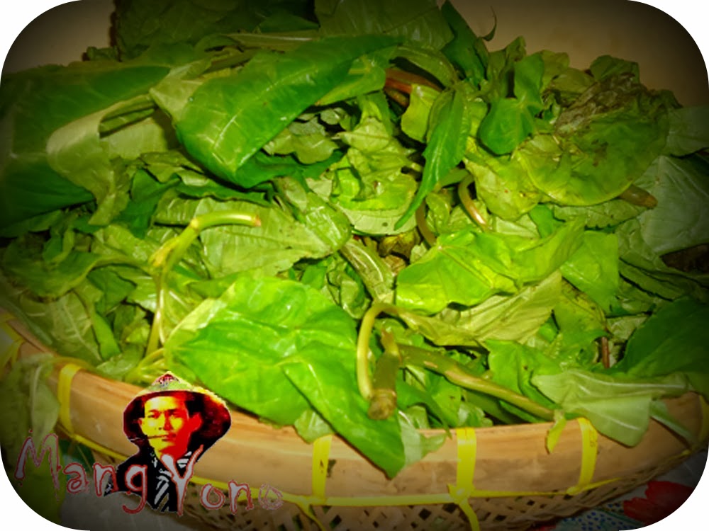 Manfaat dan Khasiat dari daun pohpohan (Pilea melastomoides)