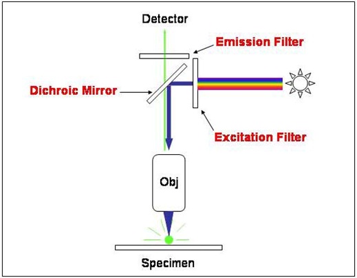 My Scientific Blog - Research and Articles: Fluorescence Microscope