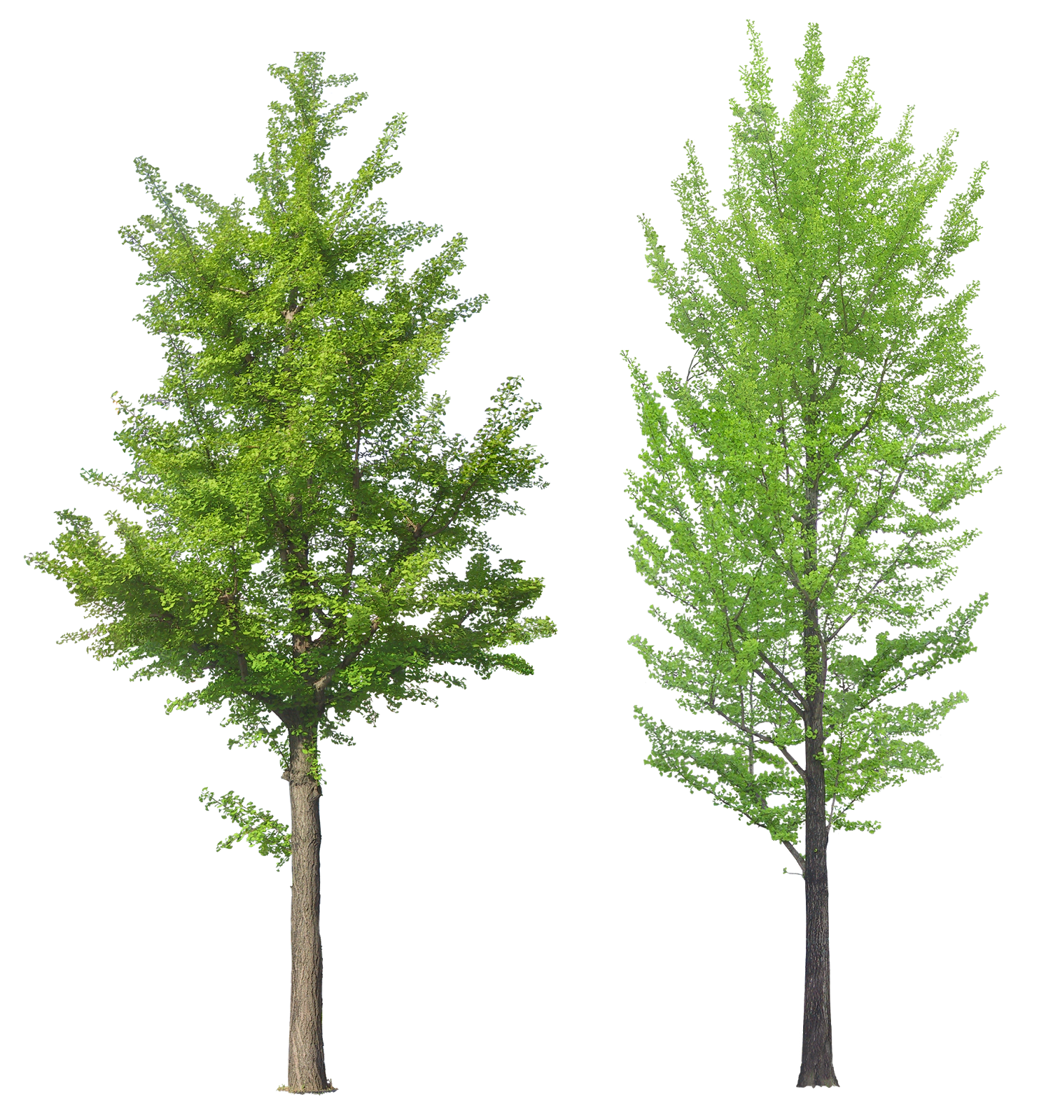 pouzolles textures : arbres,buissons et arbustes