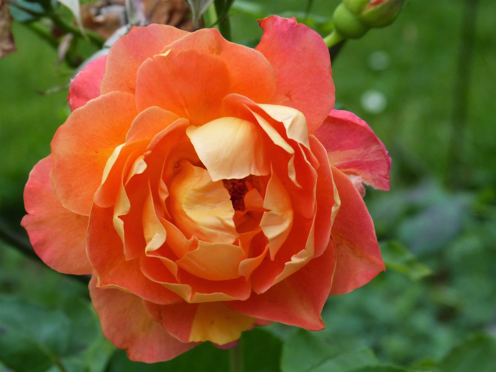 Un jardin, des fleurs: Visite de la roseraie du Val de Marne