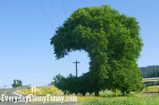 funny tree clip art pics. ~ Funny Picture