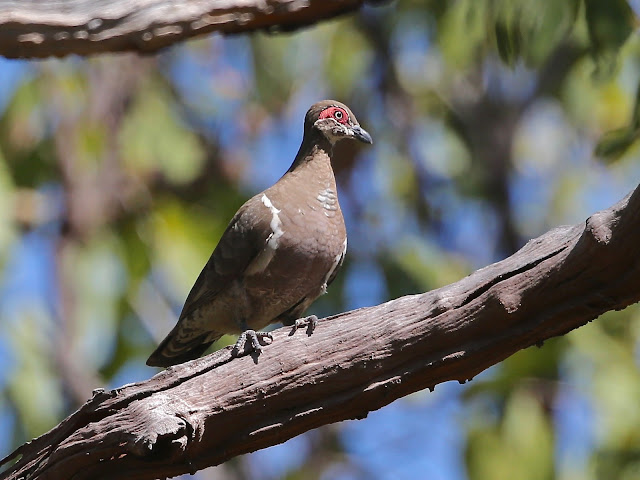 Avithera: Partridge Pigeon