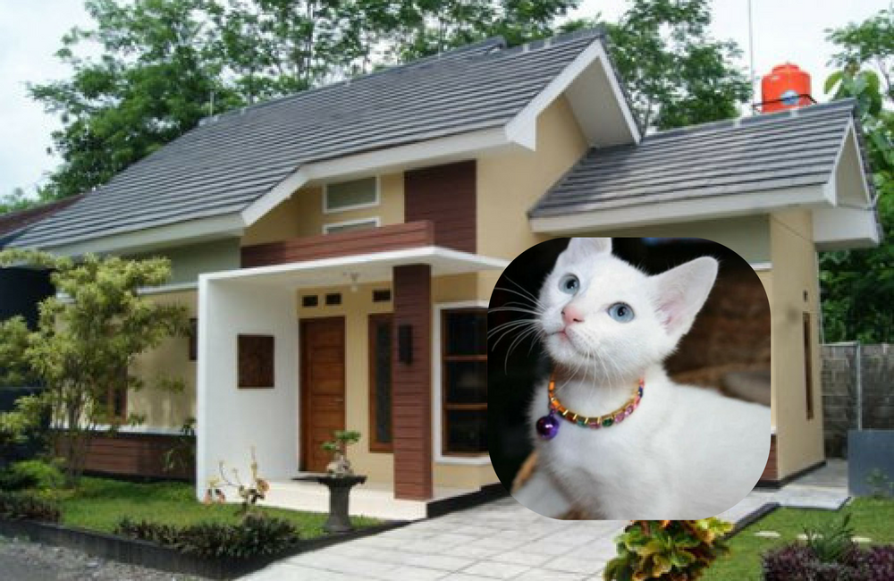 Tak Banyak Yang Tau, Ini Manfaat Memelihara Kucing Di Rumah