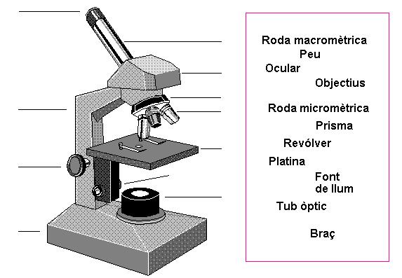 Ciències Naturals 2023-24: Les parts del microscopi