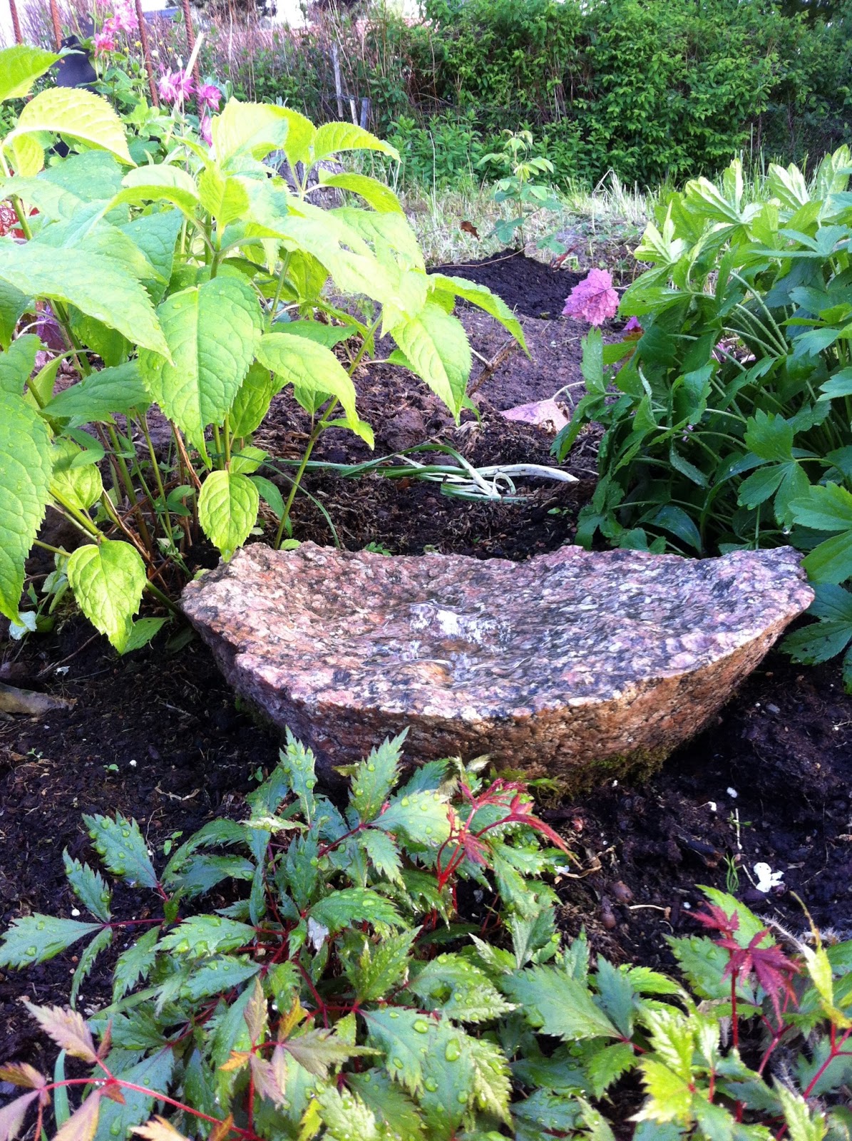 Merjas Trädgård: Blomrabatt