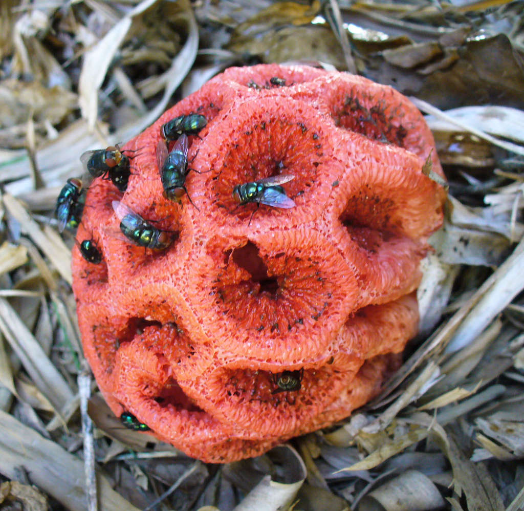 Real Monstrosities: Red Cage Fungus