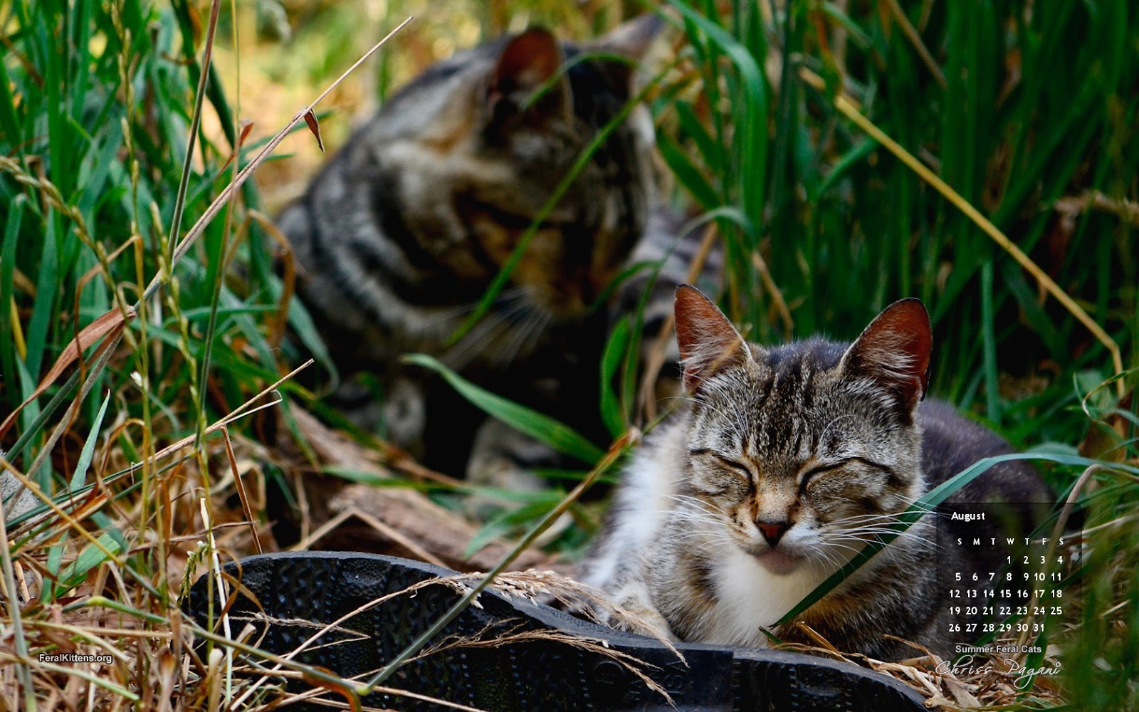 August Cat of the Month #Wallpaper - Summer Feral #Cats