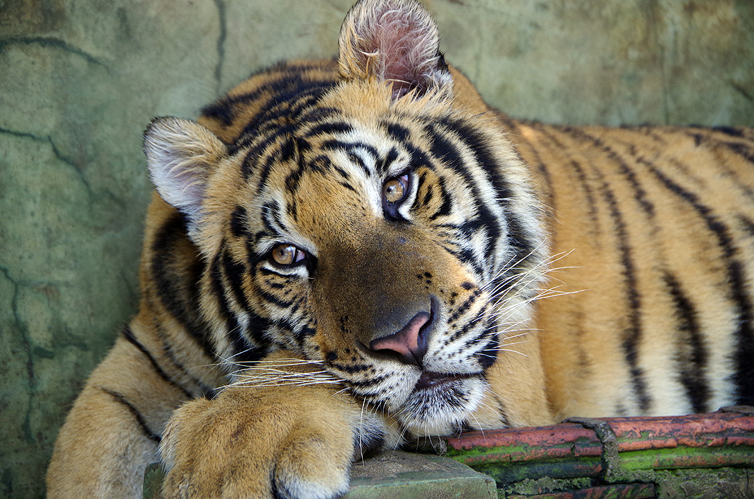 Earth-Roamers : Thailand - Tigers