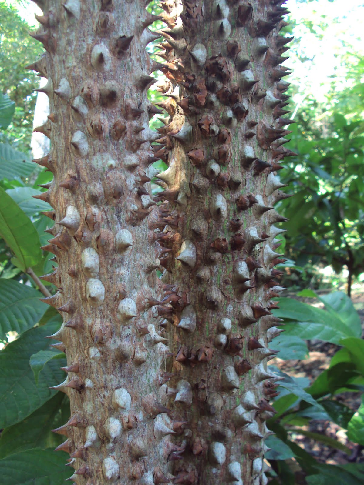 Biodiversidad y Cultura Amazónica: HUIMBA (Ceiba sumauma)