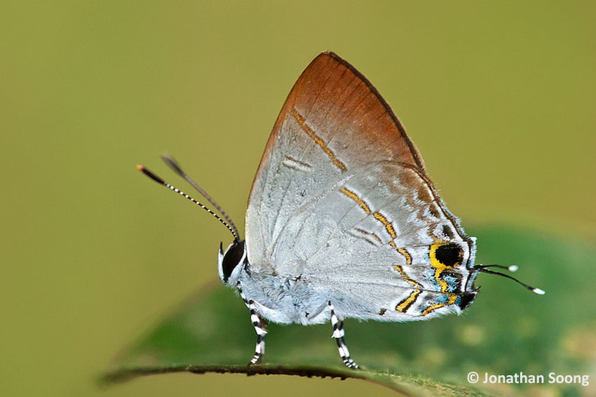 Butterflies of Singapore: Butterflies Galore! : Narrow Spark