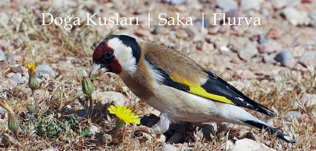 8 Adımda Saka Kuşunu Tanıyalım! - Doğa Kuşu