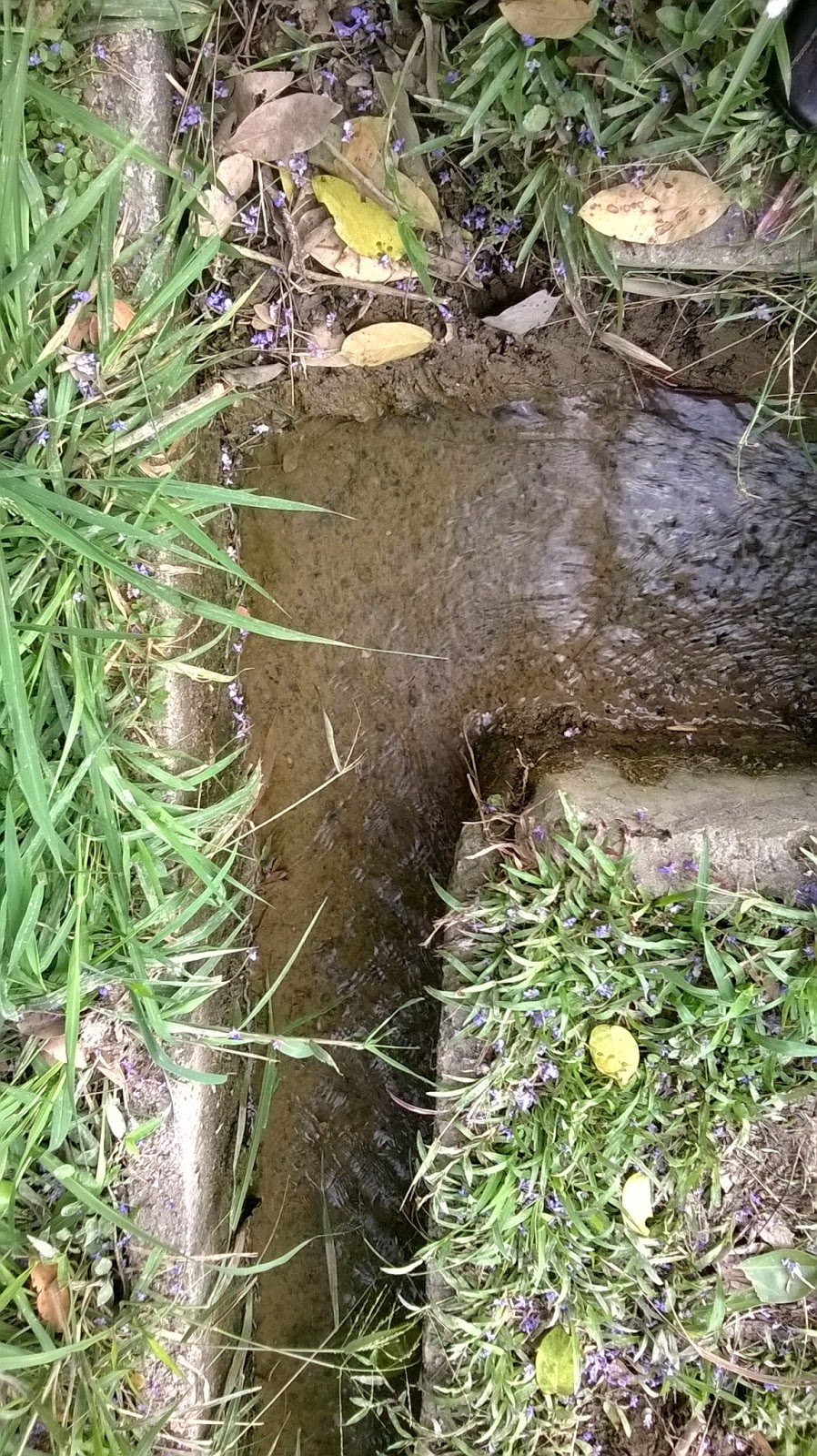 MONOCULTIVO DE CACHAMA (Colossoma sp) ~ ACUICULTURA CÓRDOBA