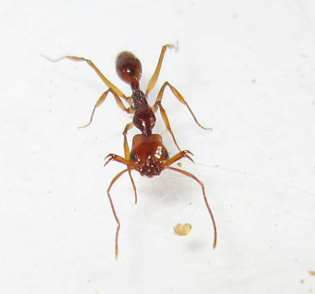Photos and Info on Ants and Termites of Malaysia: Trap Jaws Ants of ...