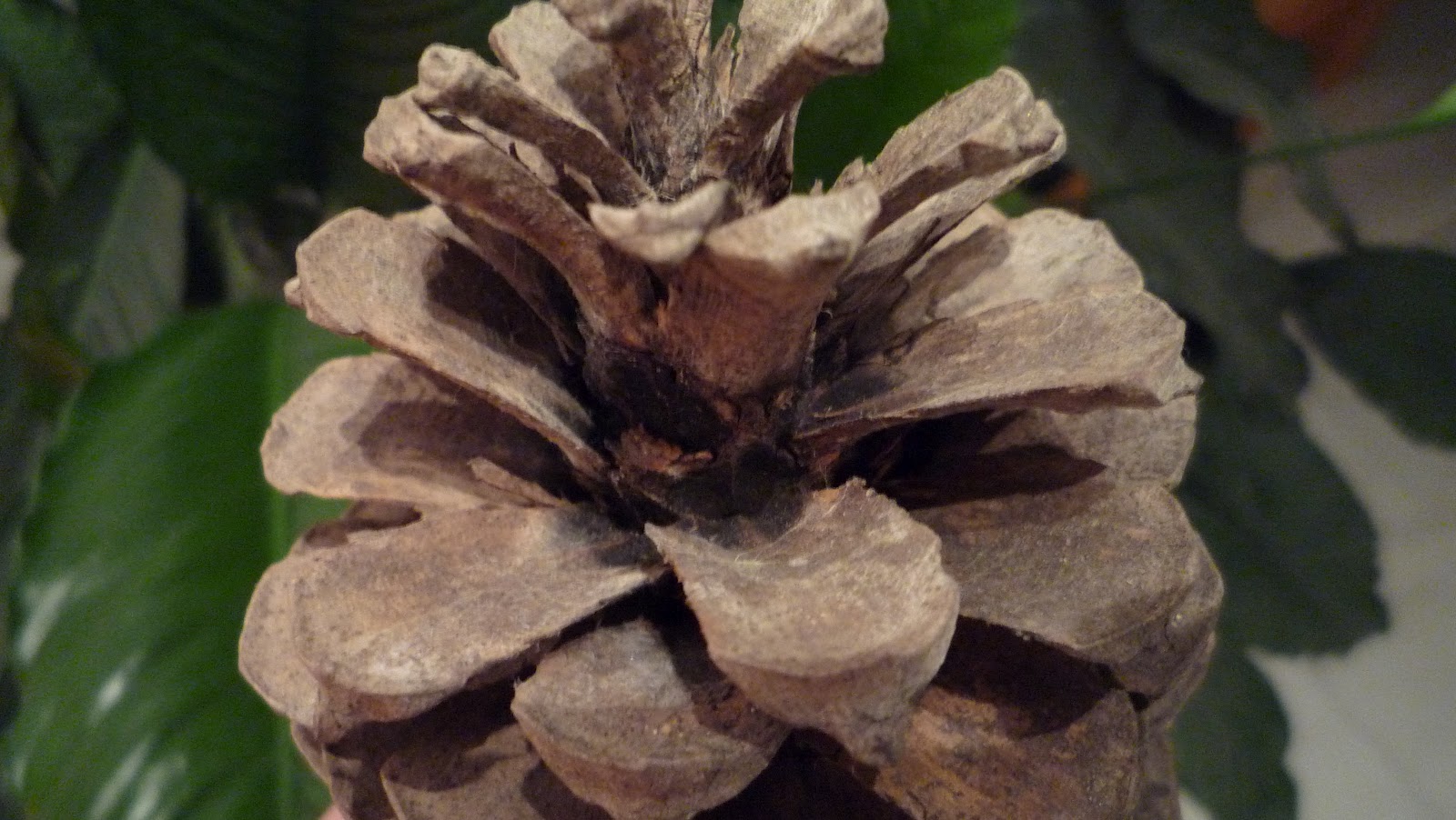 Aula Ciclo-Senderista-Cultural: IDENTIFICACIÓN DE NUESTROS PINOS POR ...