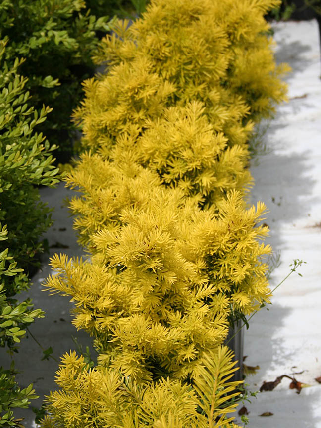 Baldwin Nurseries: Perennials, shrubs, trees for Nova Scotia Gardeners ...