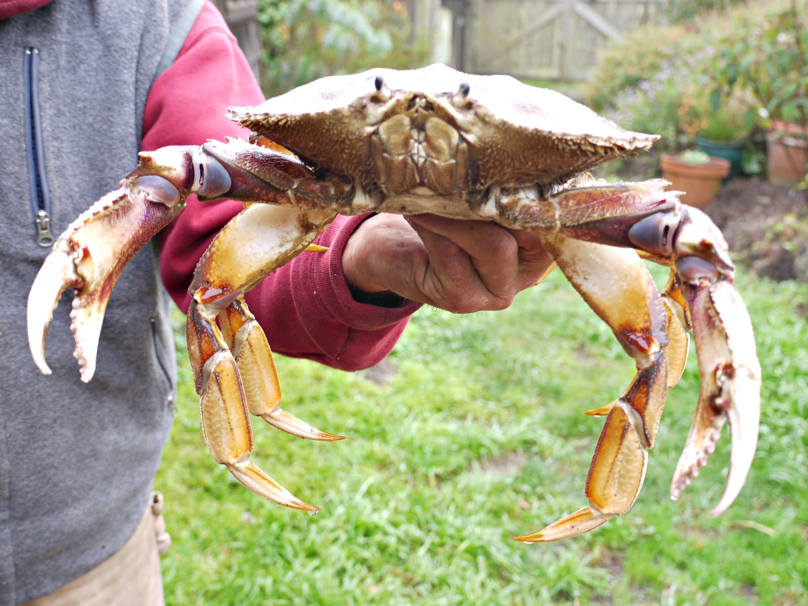 Crab Season Open With Bang - Lloyd's Blog