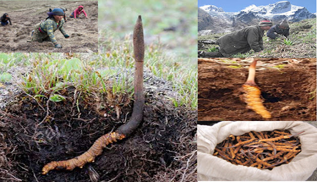 Yarsagumba season has been started in Nepal - Tourism In Nepal