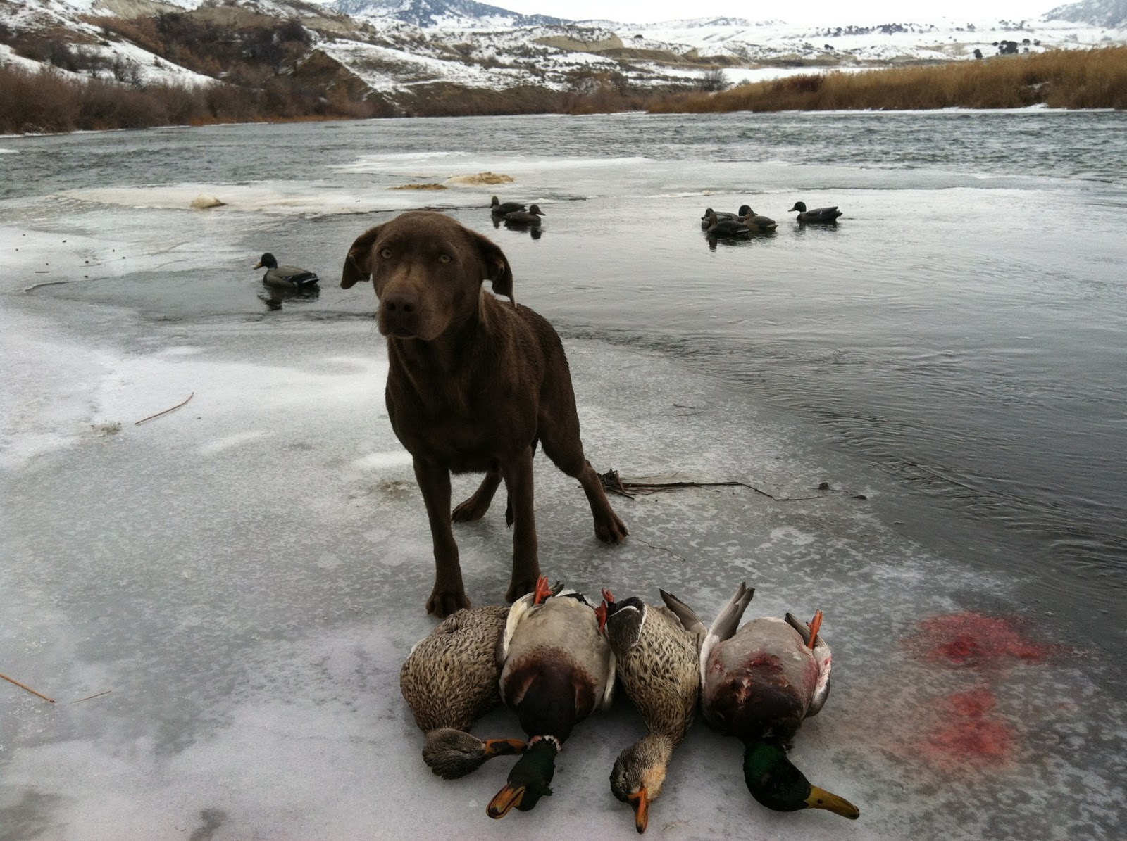 Skyline Silver Labs: Hunting Pictures