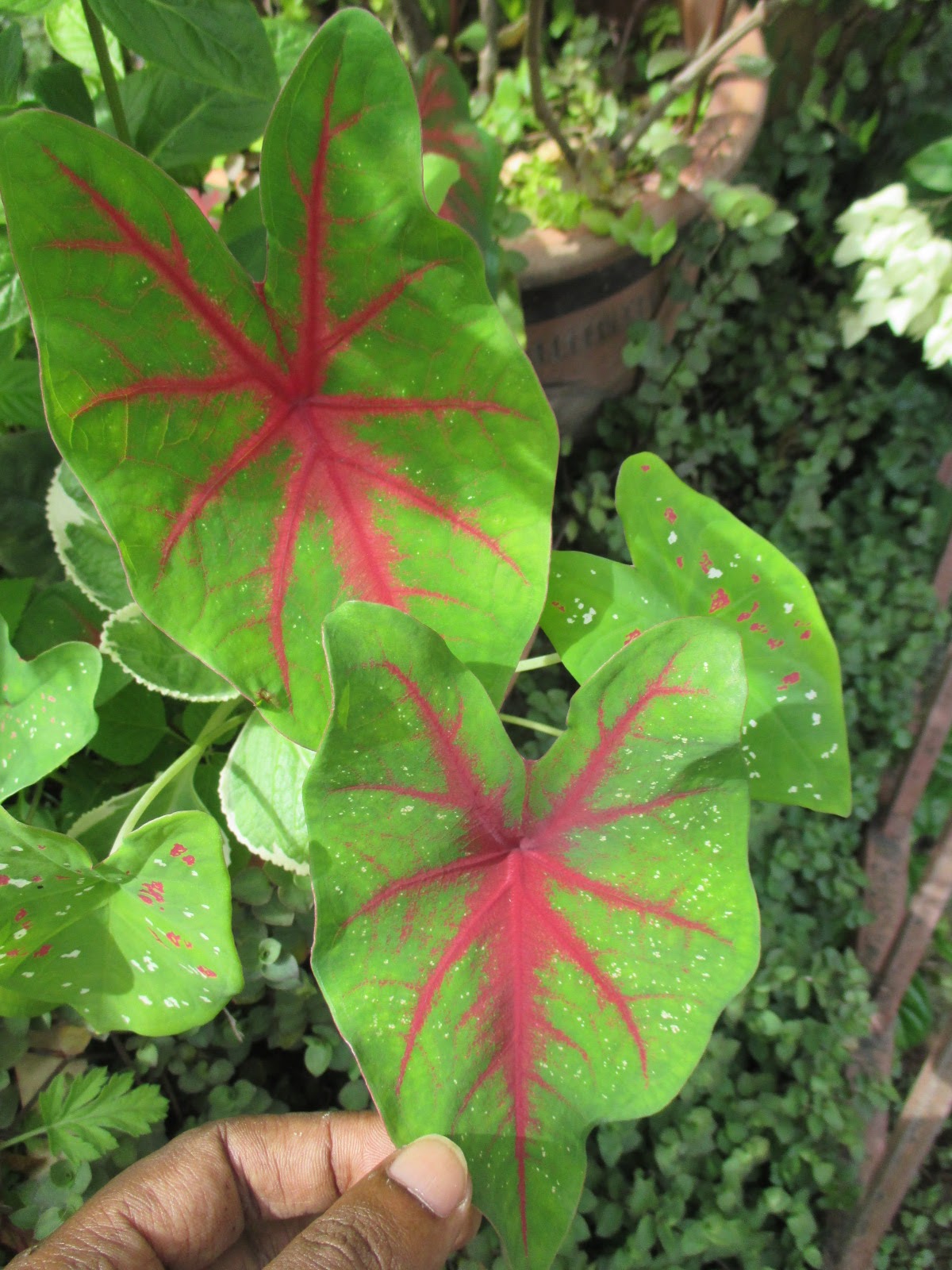 Garden Chronicles of James David: Caladium, Elephant Ears and its kind