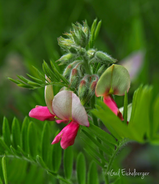 clay and limestone: Wildflower Wednesday: Goat's Rue, A Fabulous Fabaceae