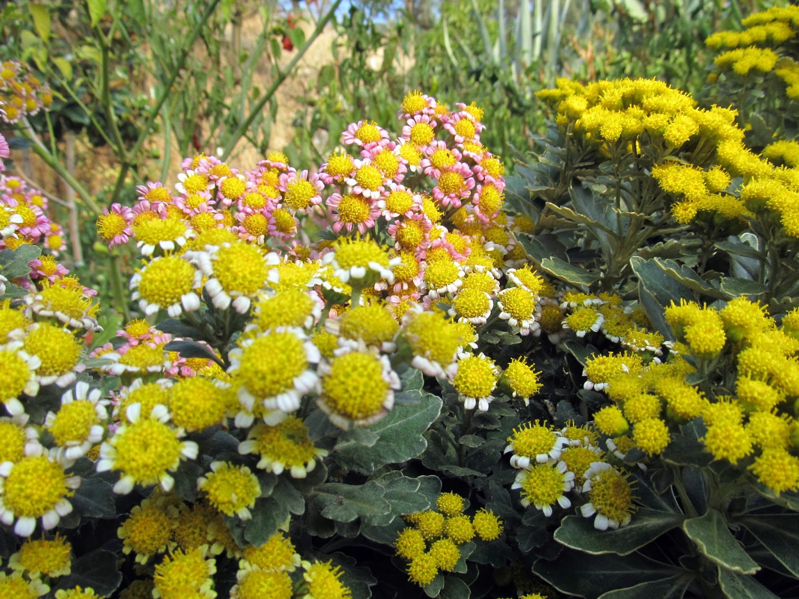 Cittaslow Botanik Park: AJANYA ÇİÇEĞİ ( Ajania pacifica )