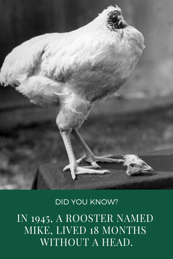 In 1945, a rooster named Mike, lived 18 months without a head | Amazing ...