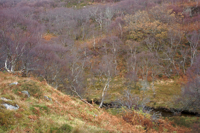 8th Colour Landscape Photography: The Ardvar Woodland SAC