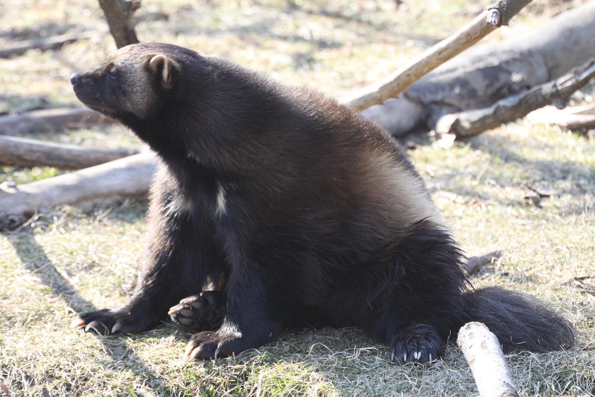 Michigan Exposures: And the Wolverines.....