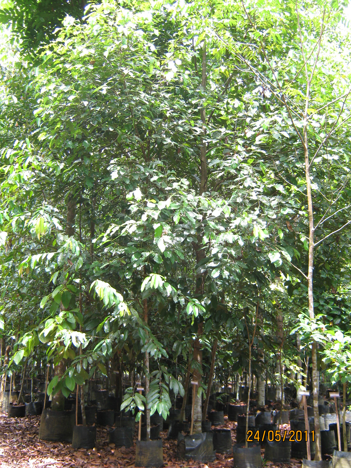 TROPICAL PLANT LIBRARY: Shorea lepidota/ meranti langgong