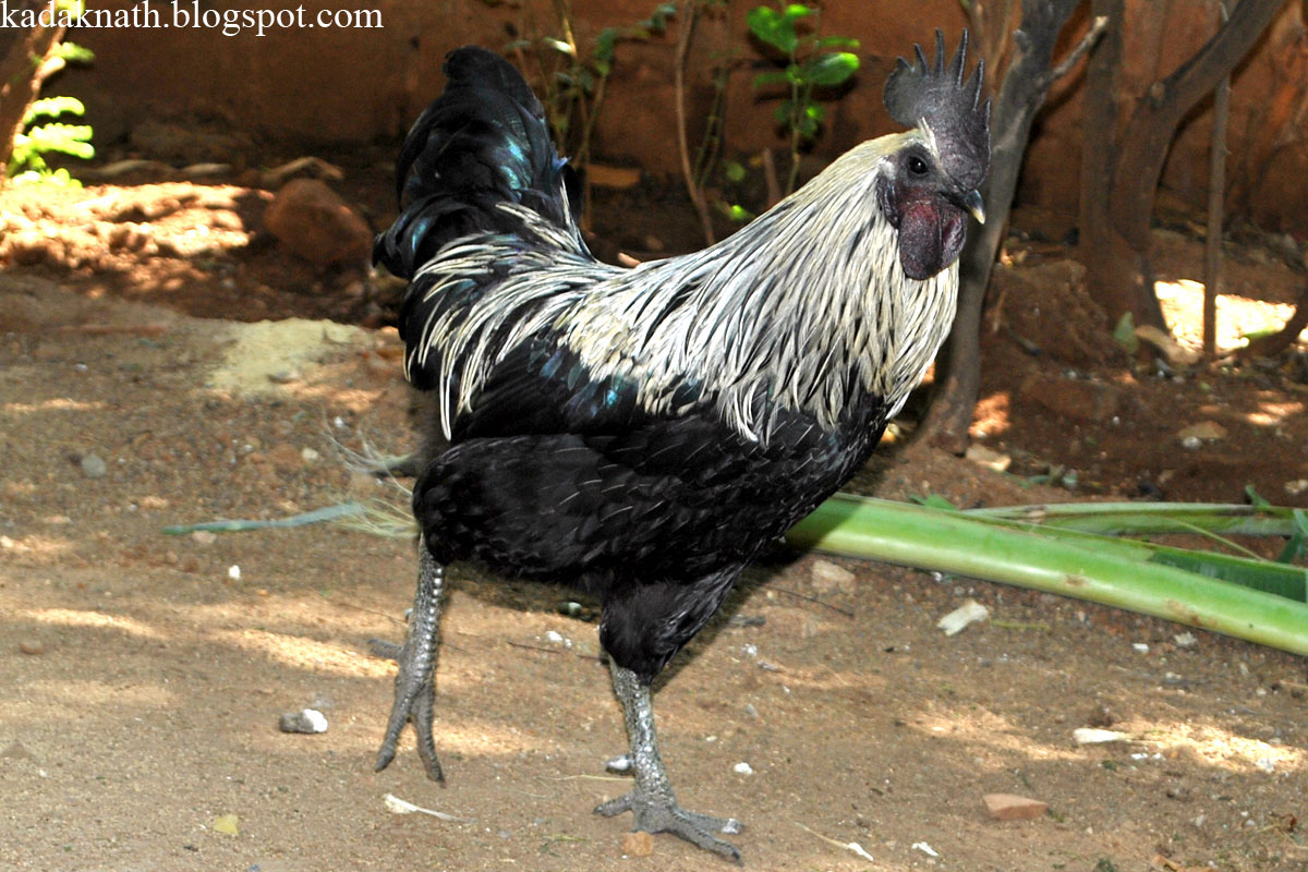PIONEERS IN ORIGINAL KADAKNATH CHICKEN: Kadaknath chicken picture