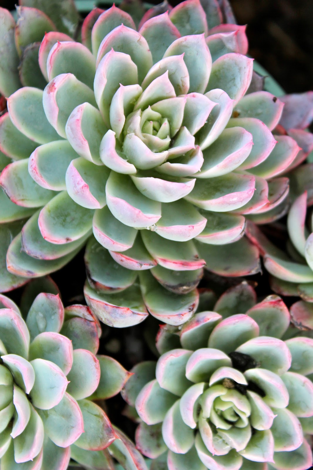 Florez Nursery: Echeveria 'Violet Queen'