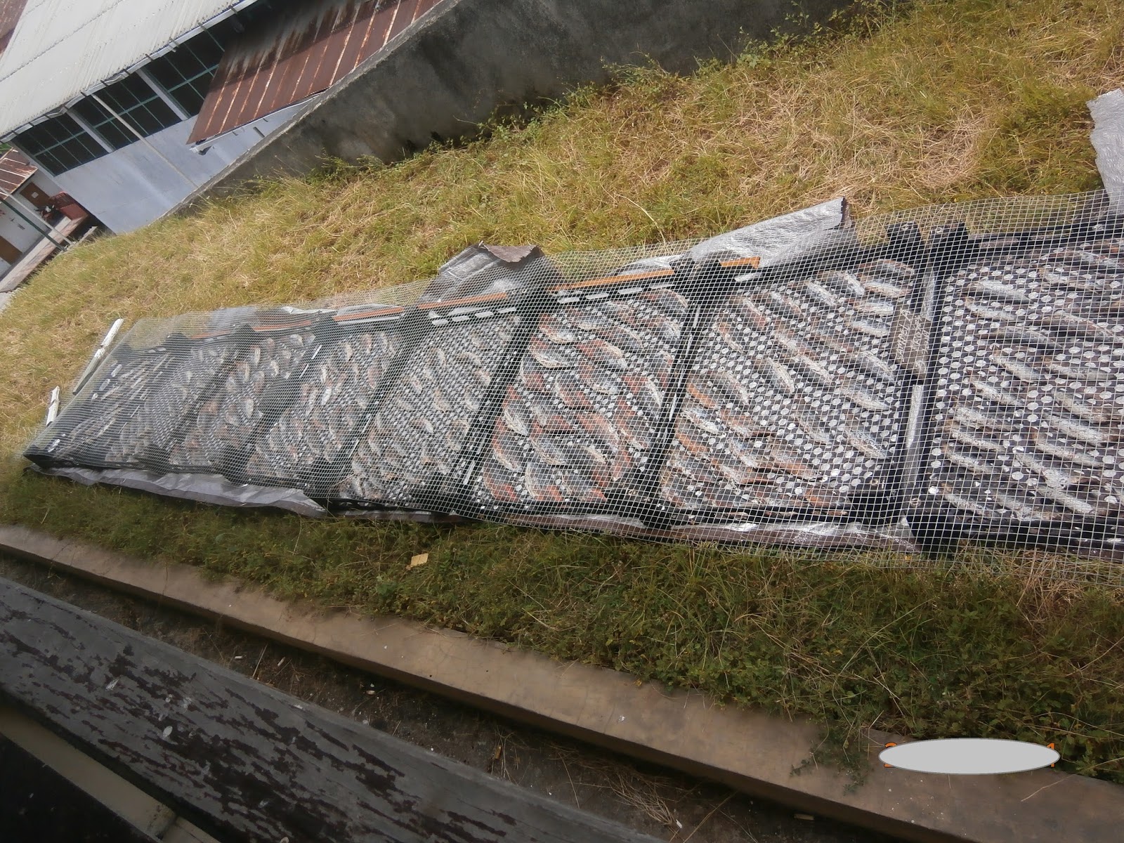 Dried Smoked Fish: Drying Under the Sun, Secret Recipes To Setting The ...