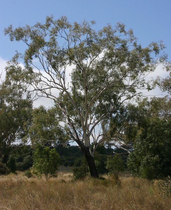 Toowoomba Plants: Mountain Coolibah