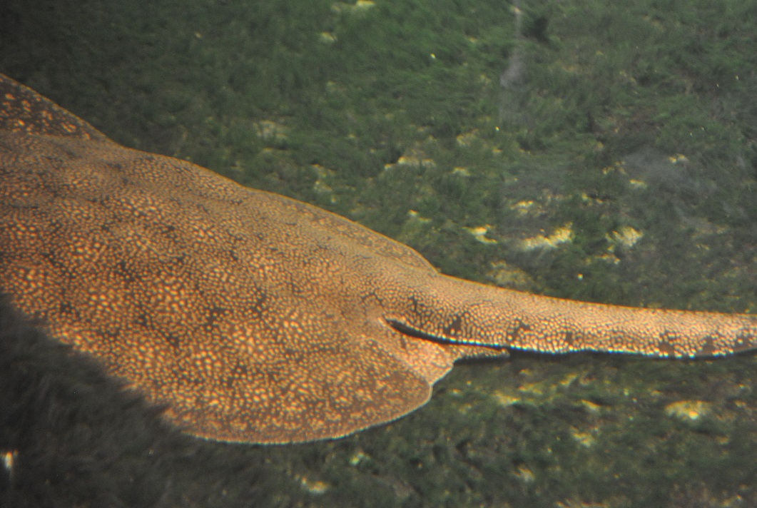 ZOOTOGRAFIANDO (6.057 ANIMALS): RAYA DE RÍO VERMICULADA (Potamotrygon ...