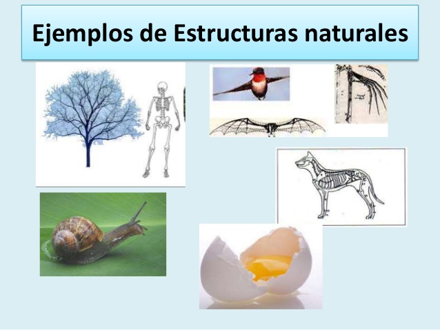 Blog de tecnología : Estructuras naturales y artificiales